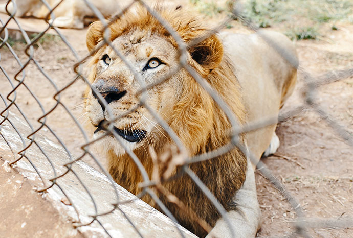 The Complexities of Animal Captivity: A Global Perspective - Paket ...