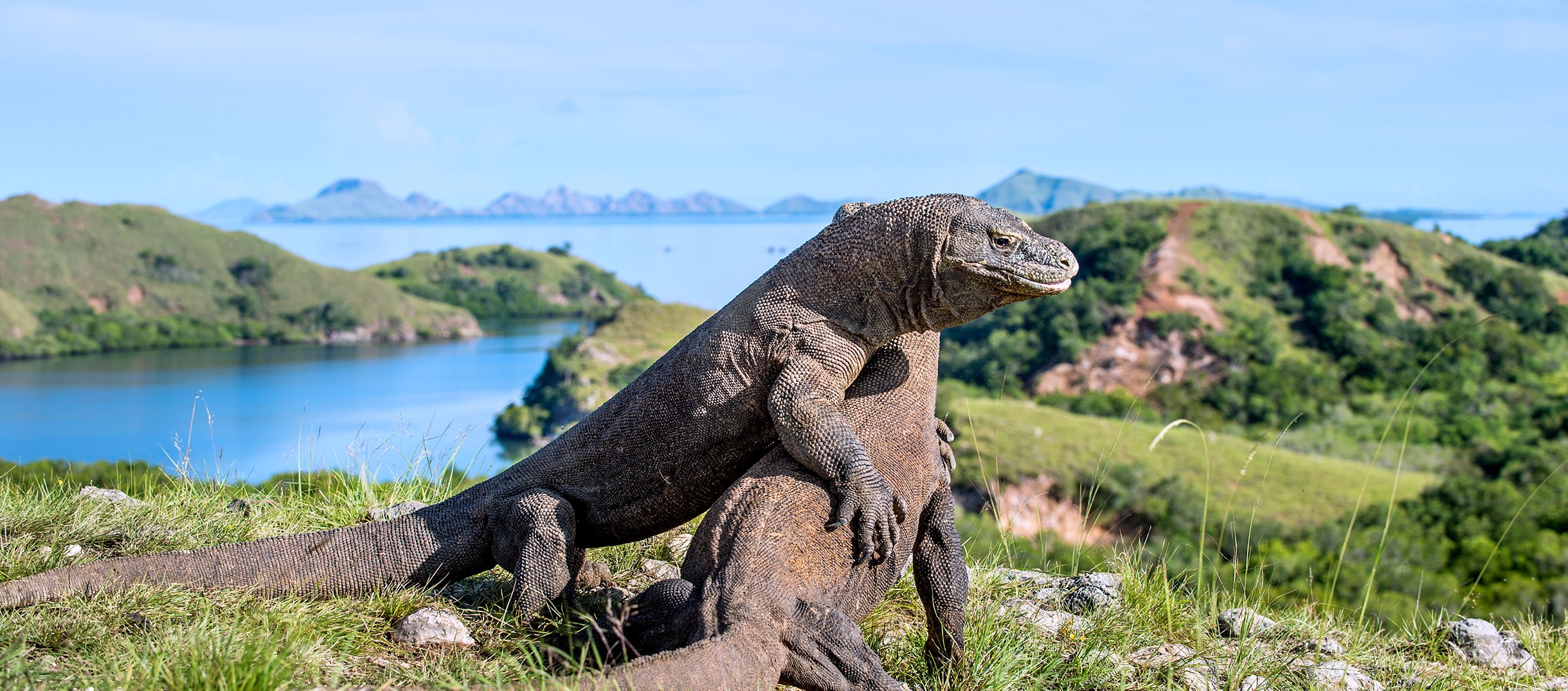 Exploring the Enchanting Taman Nasional Komodo: A Guide to Indonesia’s ...